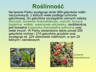 Drawienski park narodowy | PPT