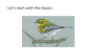 Drawing a bird | PPT
