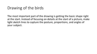 Drawing a bird | PPT