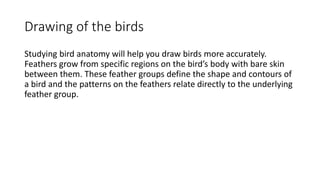 Drawing a bird | PPT