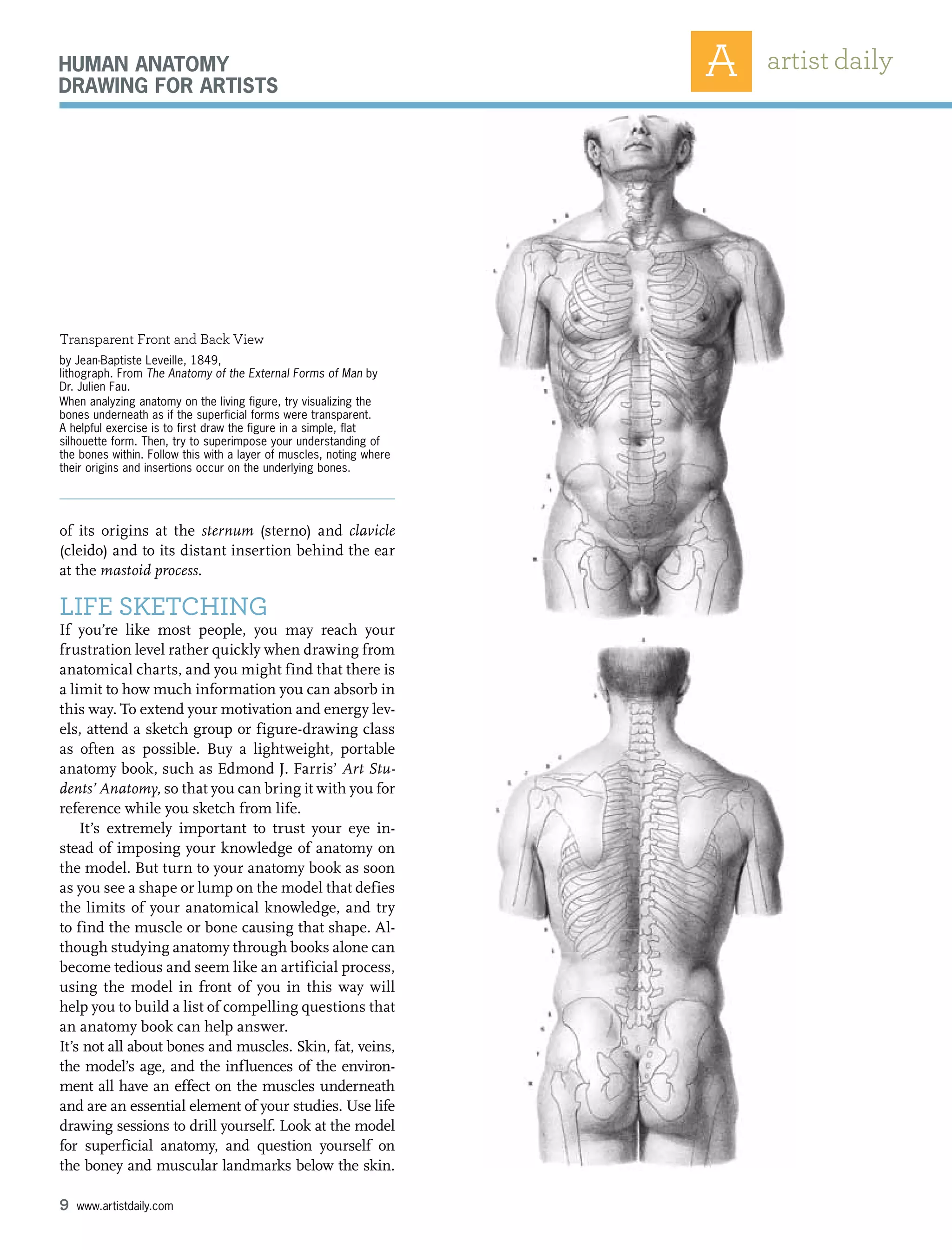 Drawing anatomy | PDF