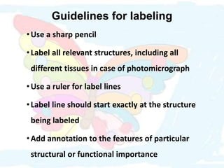 Drawing and labeling: Tips to make it scientific, aesthetic and easy | PPT