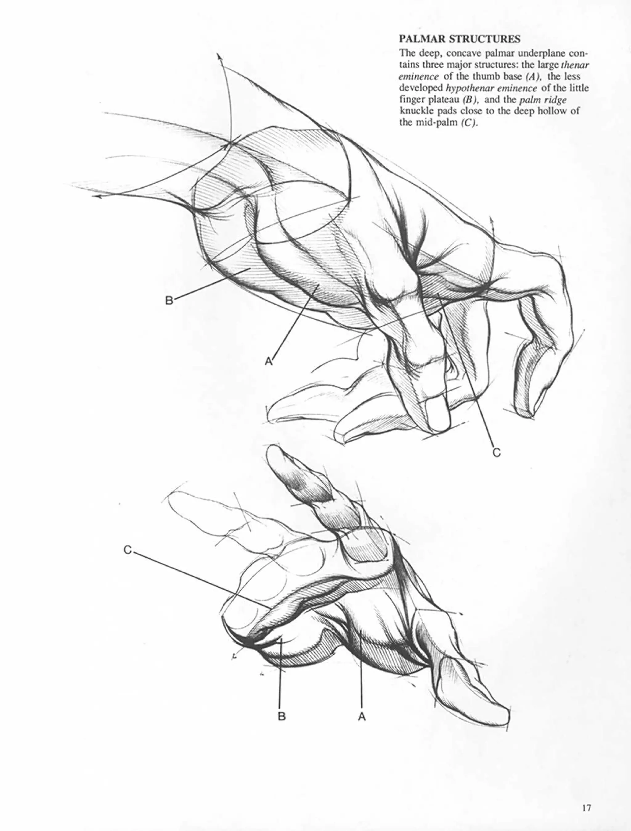 Drawing dynamic hands | PDF
