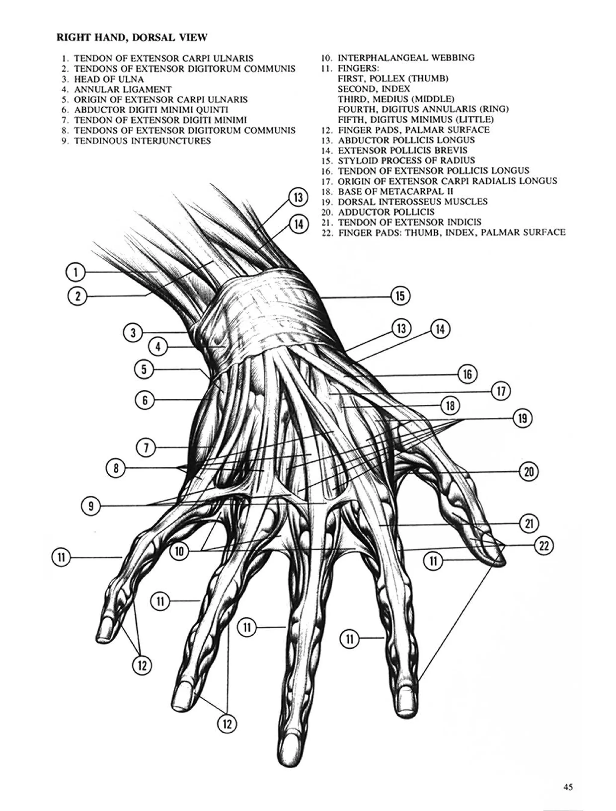 Drawing dynamic hands | PDF