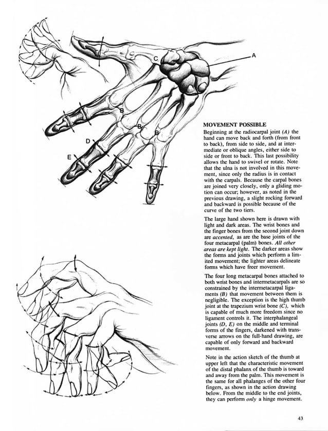 Drawing dynamic hands | PDF | Environment | Science