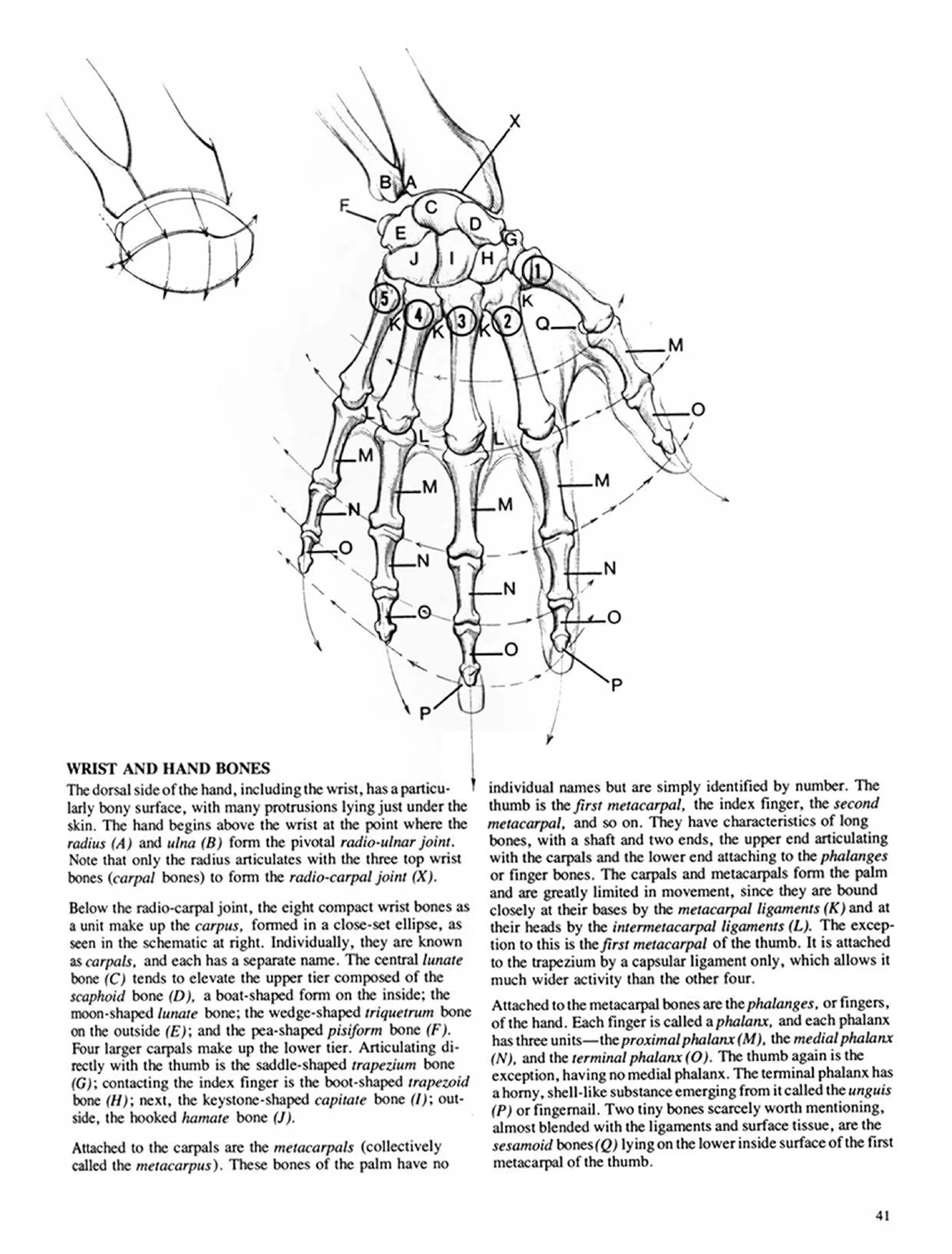 Drawing dynamic hands | PDF
