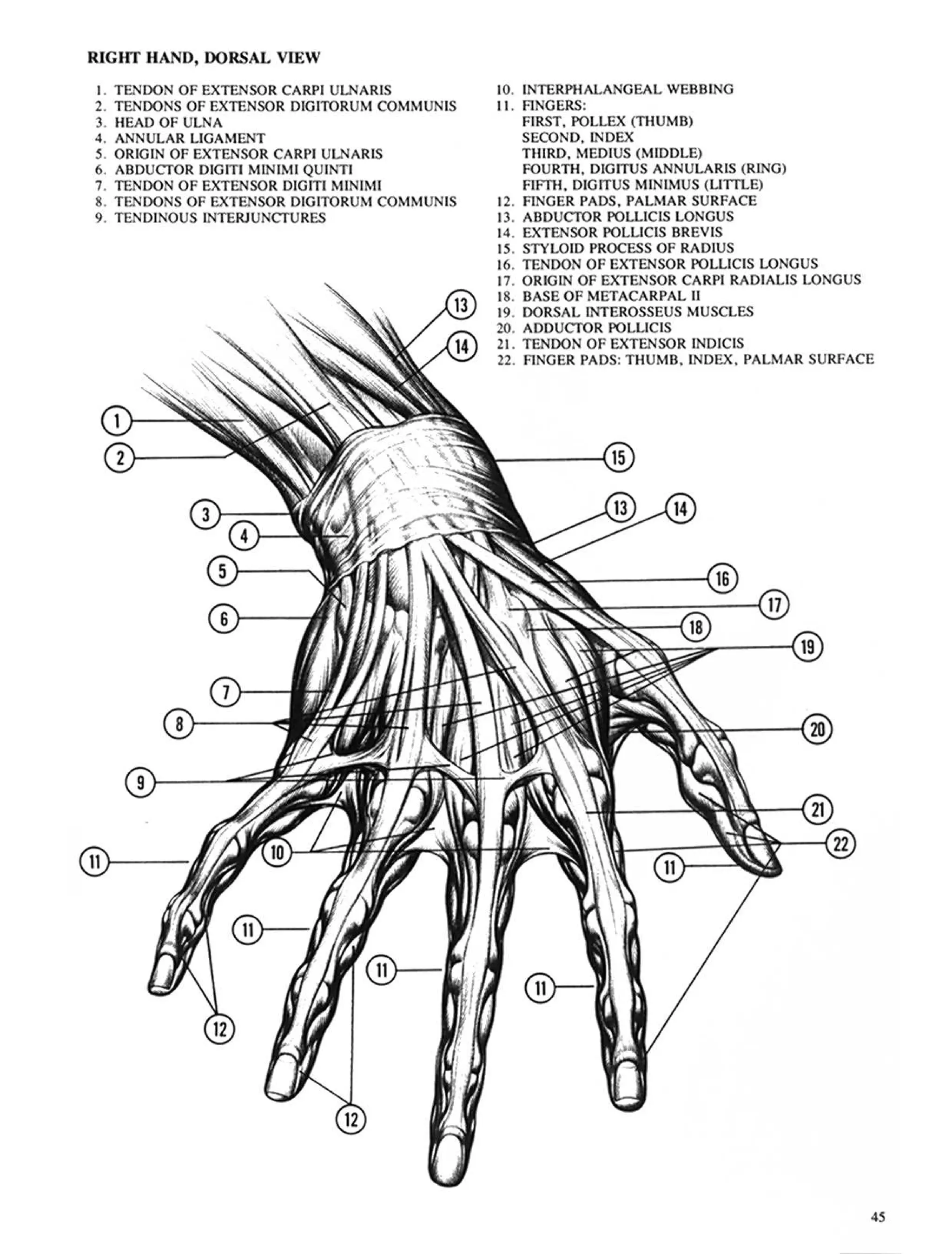 Drawing dynamic hands | PDF