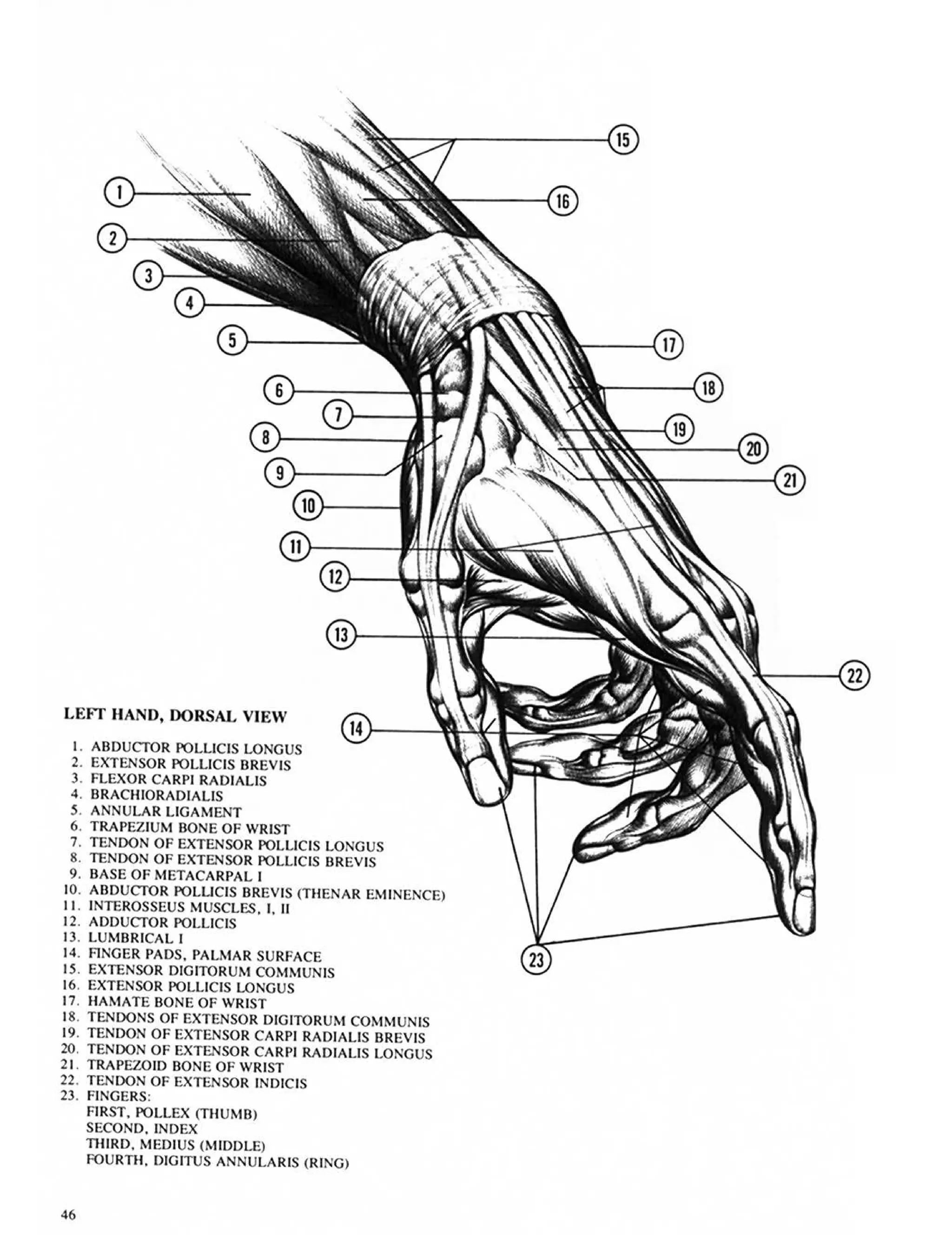 Drawing dynamic hands | PDF