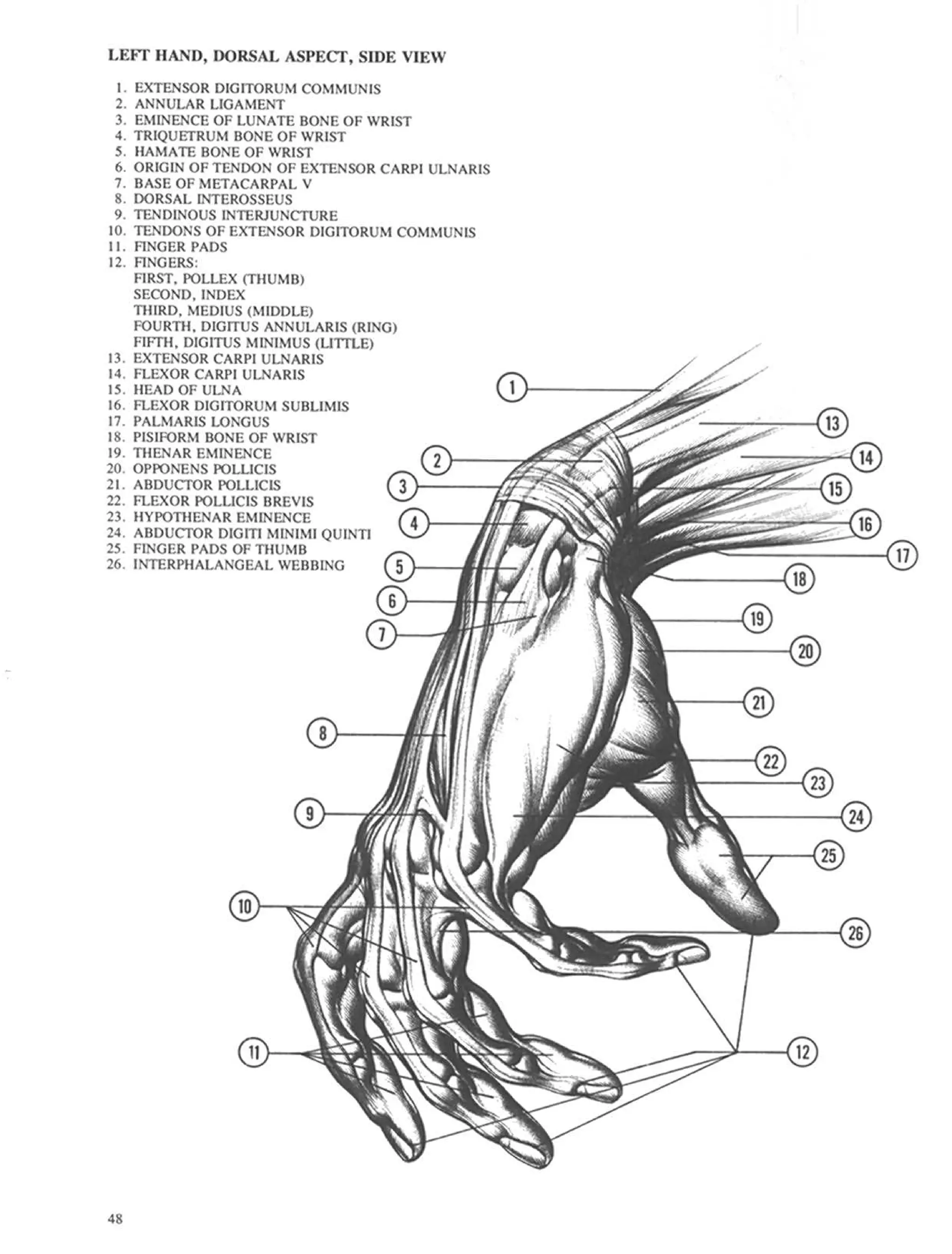 Drawing dynamic hands | PDF