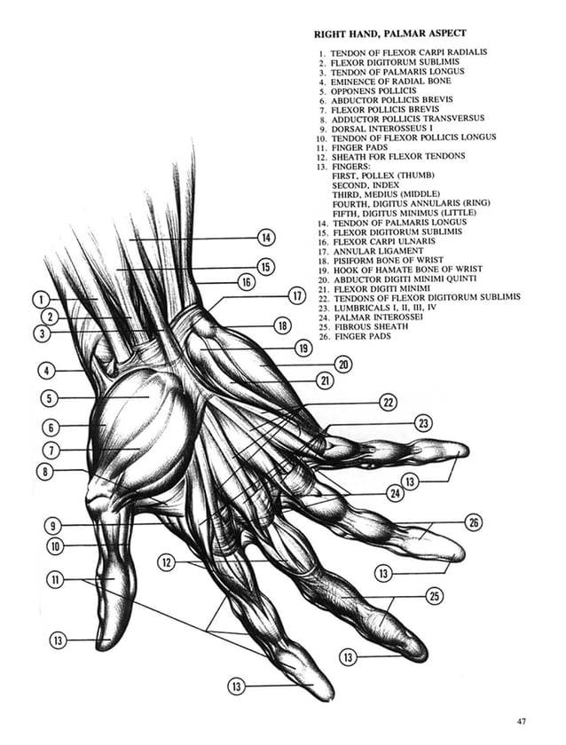Drawing dynamic hands | PDF