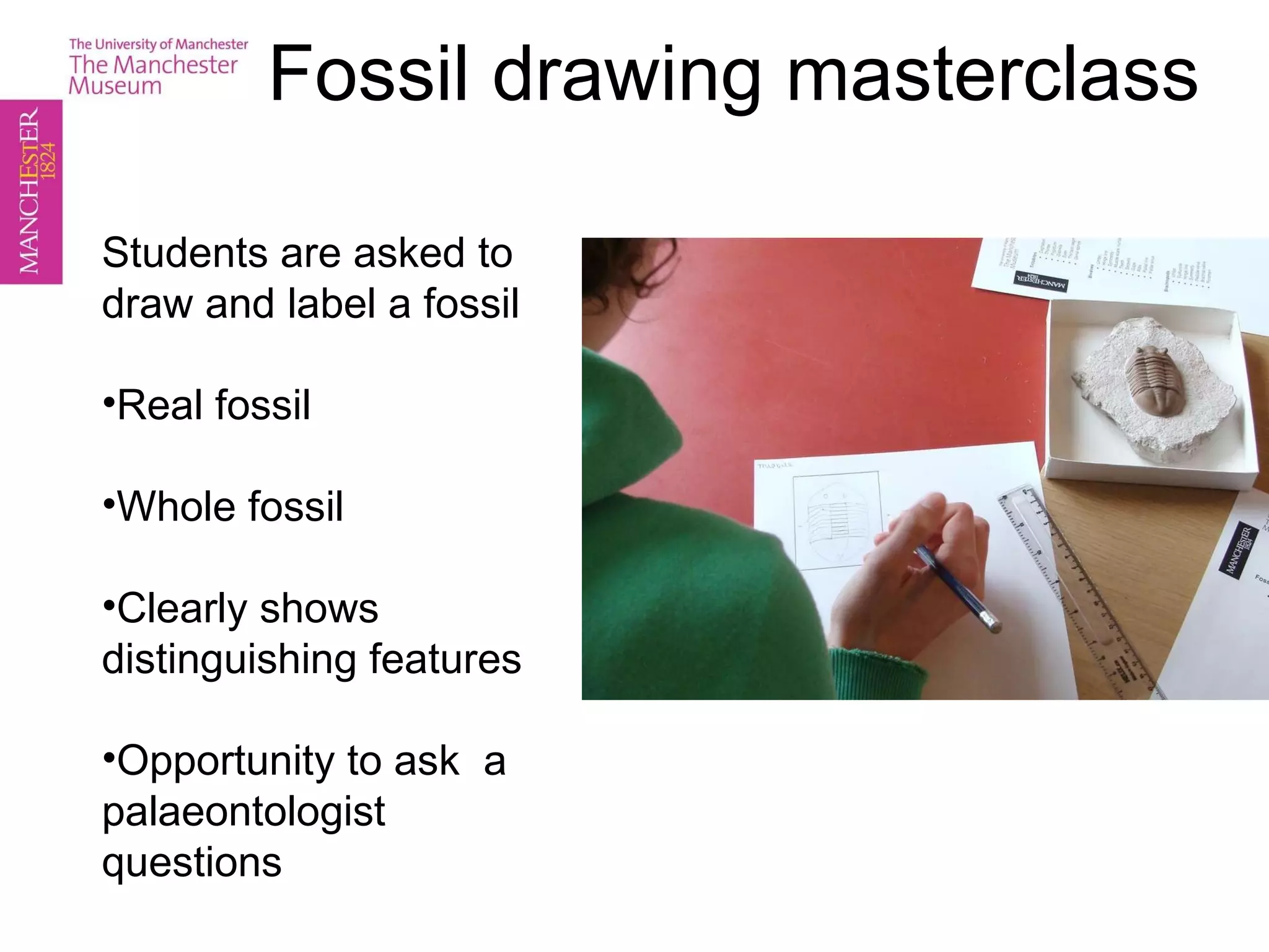Fossil Drawing Masterclass | PPT