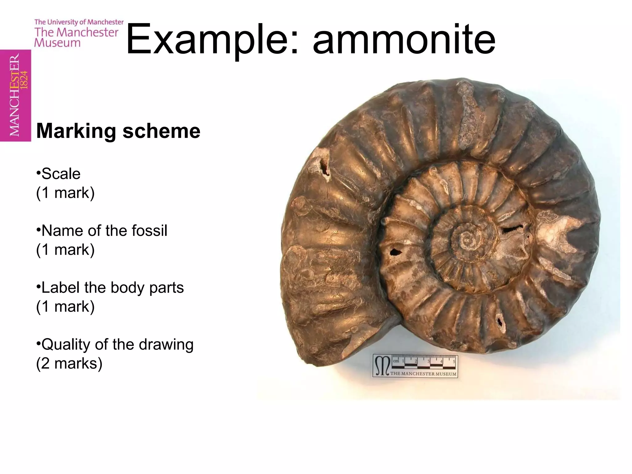 Fossil Drawing Masterclass | PPT