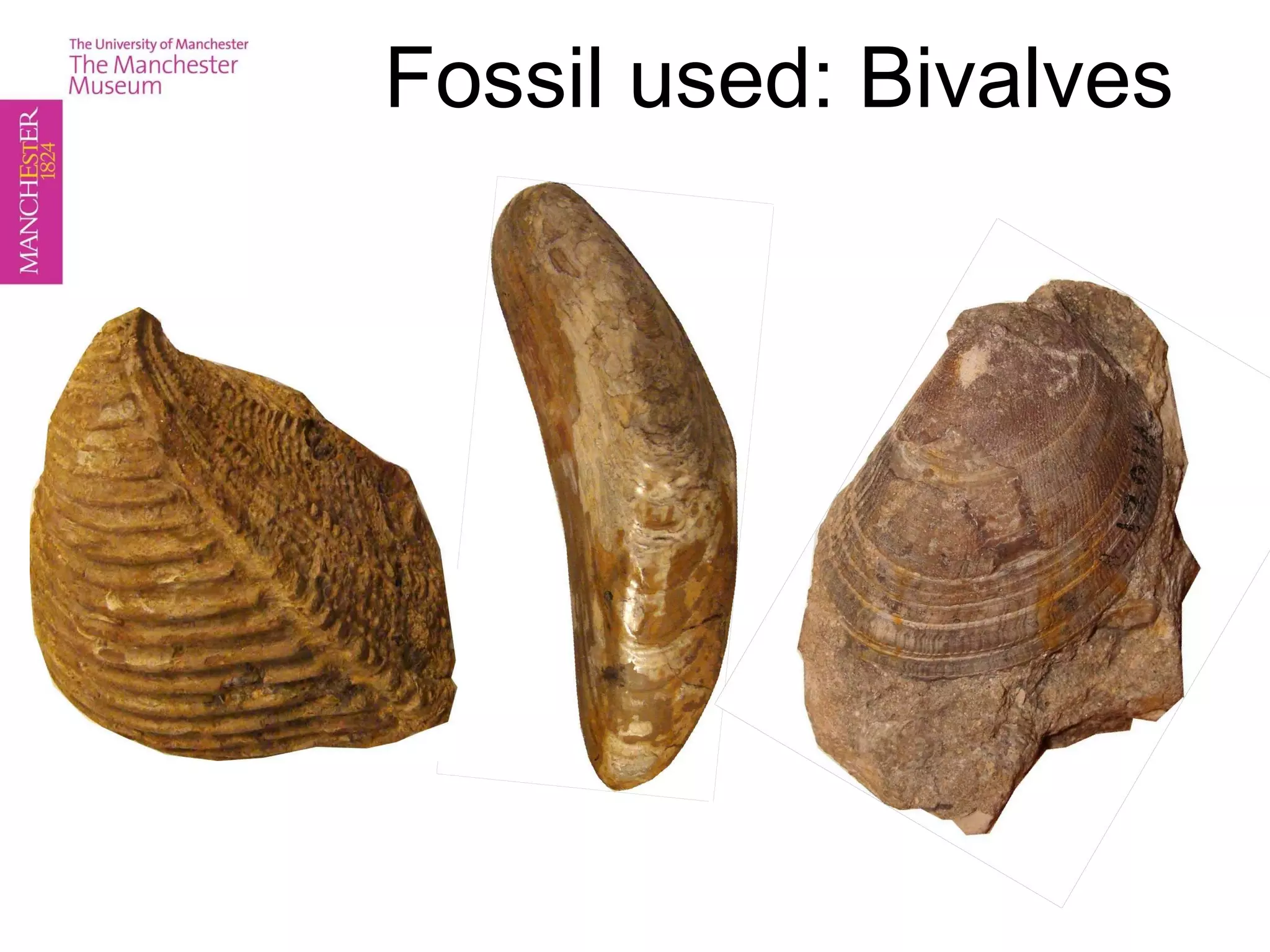 Fossil Drawing Masterclass | PPT