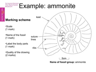 Fossil Drawing Masterclass | PPT