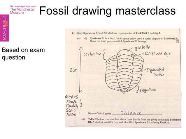 Fossil Drawing Masterclass | PPT