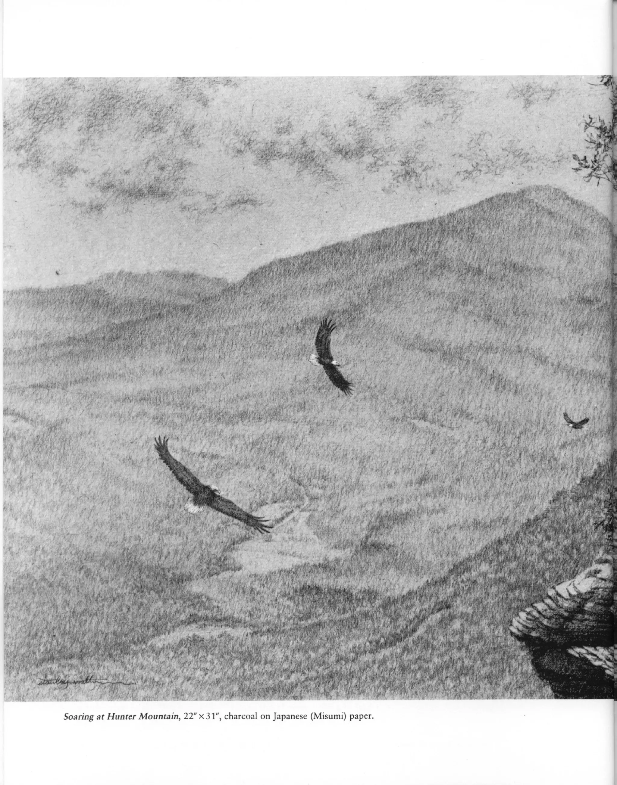 Drawing Nature | PDF