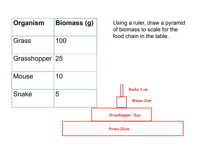 Drawing pyramids of biomass | PPTX