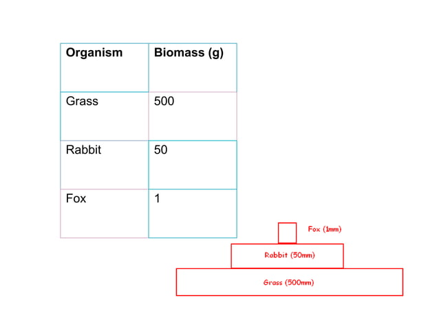 Drawing pyramids of biomass | PPTX