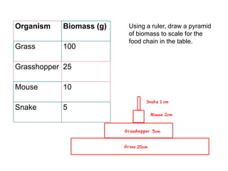 Pyramid Of Biomass