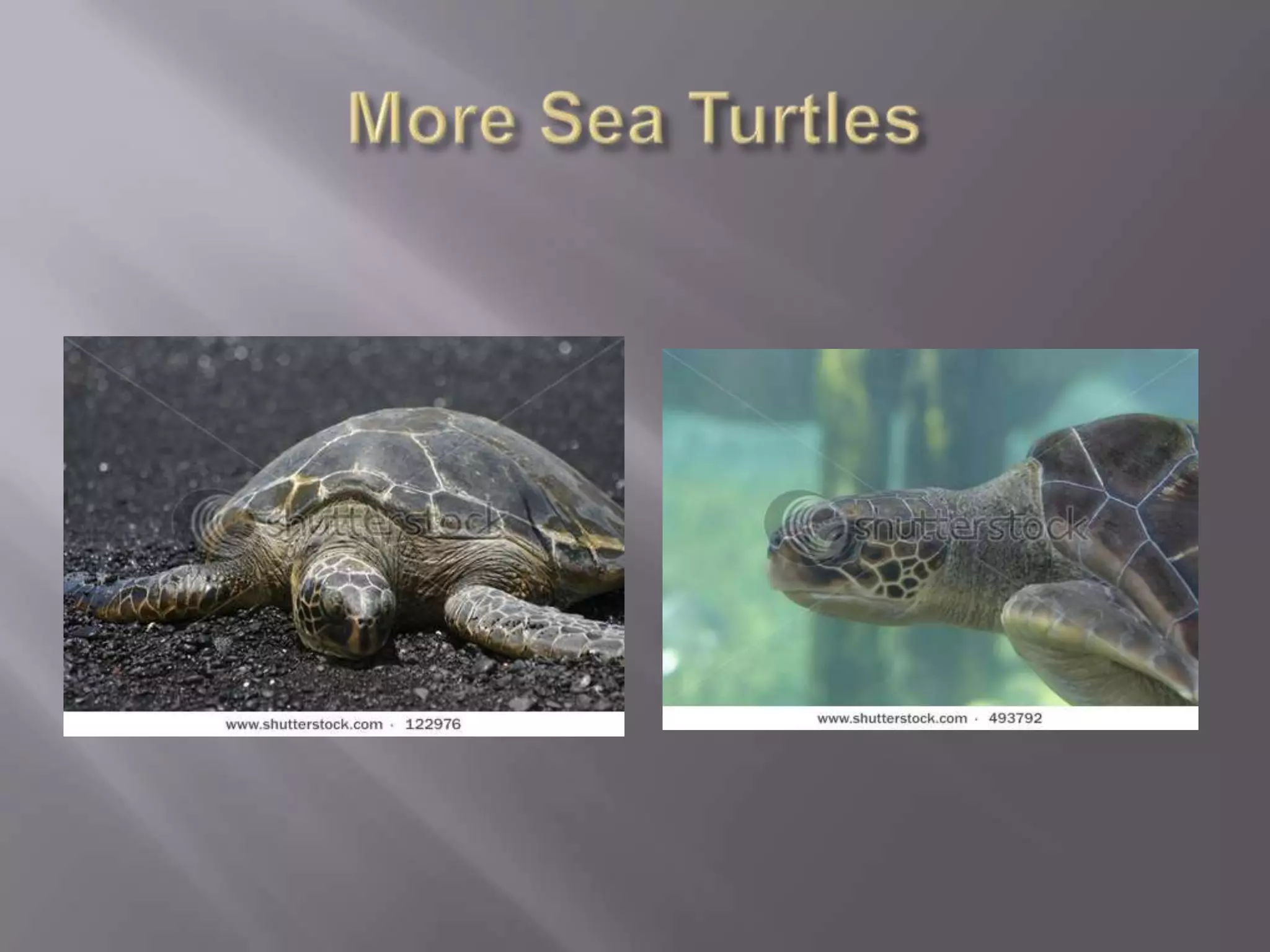 Drawing sea turtles | PPT