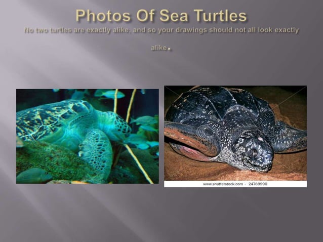Drawing sea turtles | PPTX