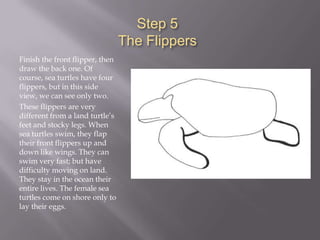 Drawing sea turtles | PPTX