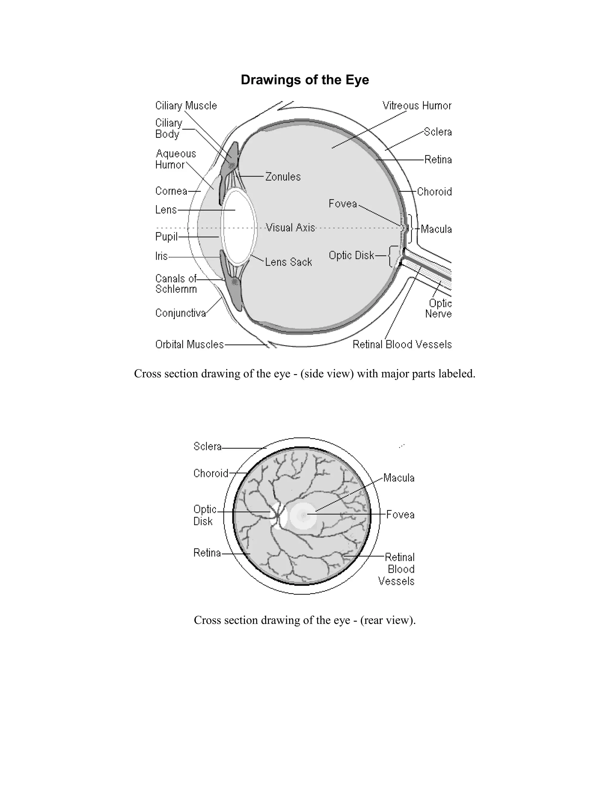 diagram of eye | DOCX