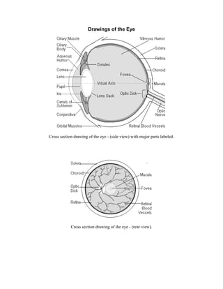 Eyeball Side View Diagram