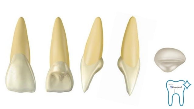 Drawing upper central incisor | PDF