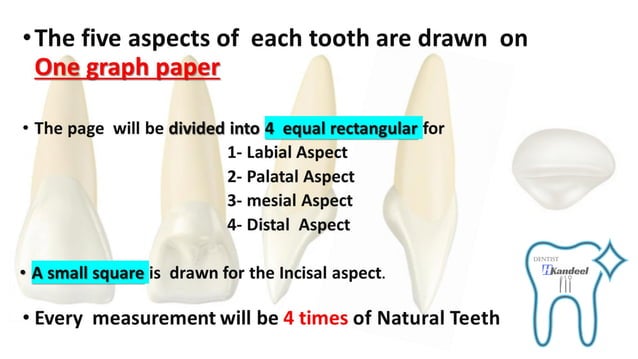 Drawing upper central incisor | PDF