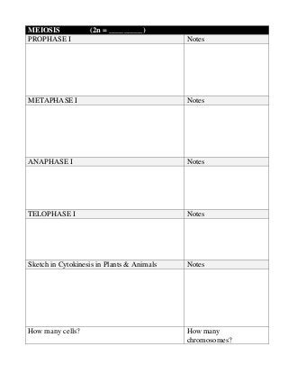 Mitosis Meiosis Drawing and Descriptions WS