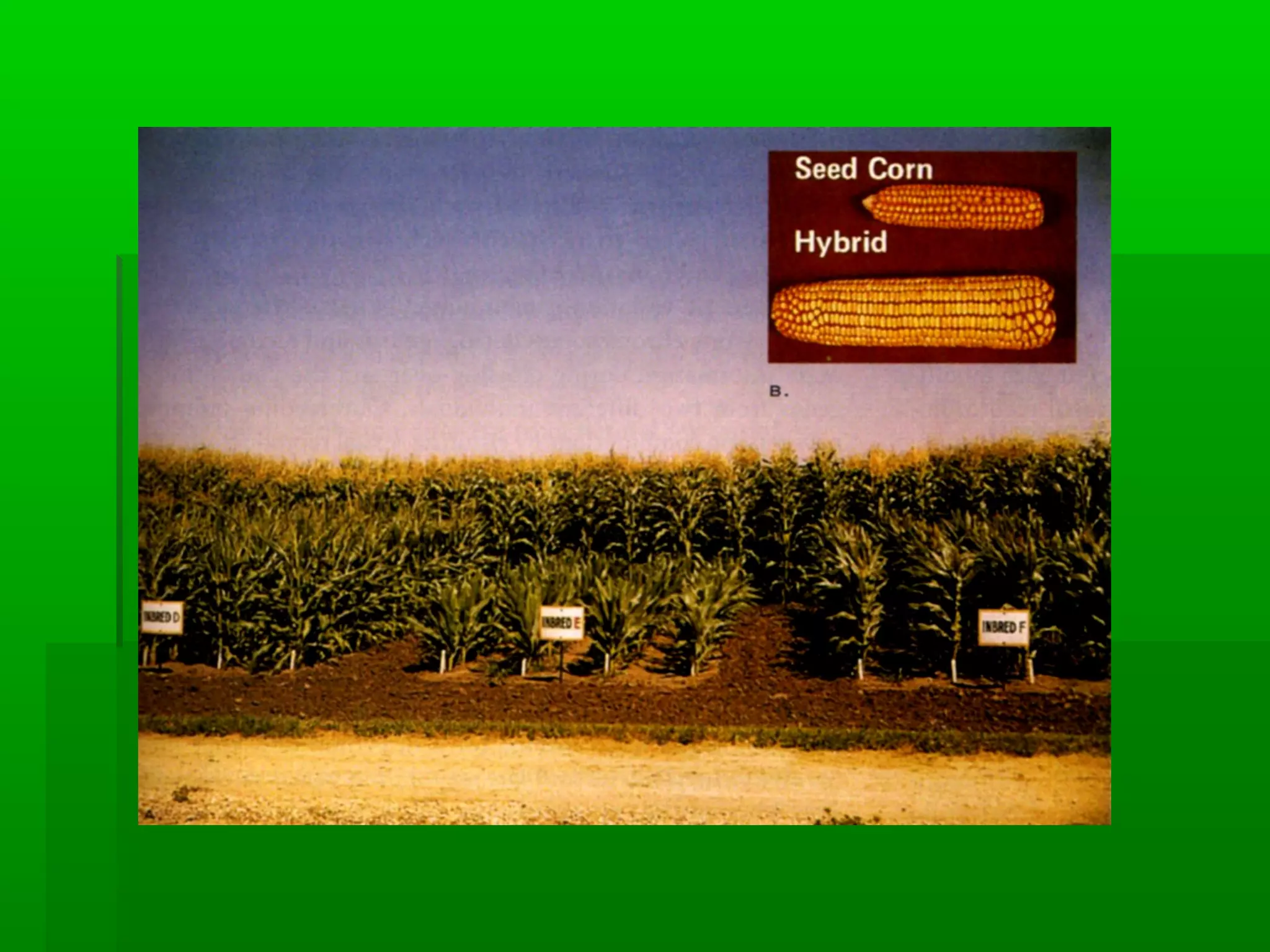 Darwins theory of evolution | PPT