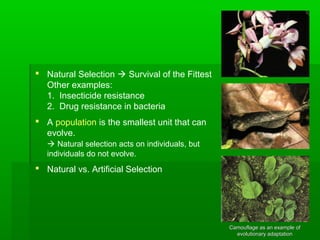 Darwins theory of evolution | PPT