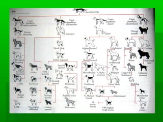Darwins theory of evolution | PPT