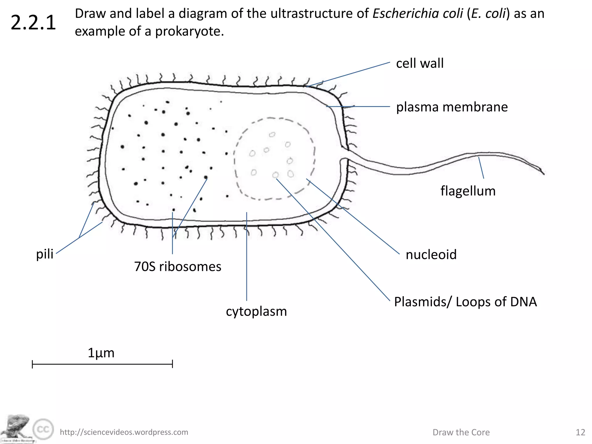 Draw The Core | PPTX
