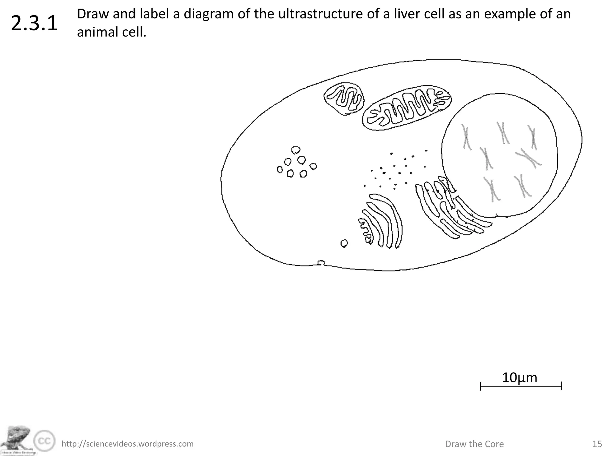 Draw The Core | PPTX