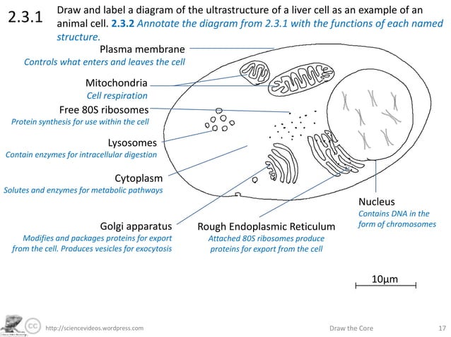 Draw The Core | PPTX | Chemistry | Science