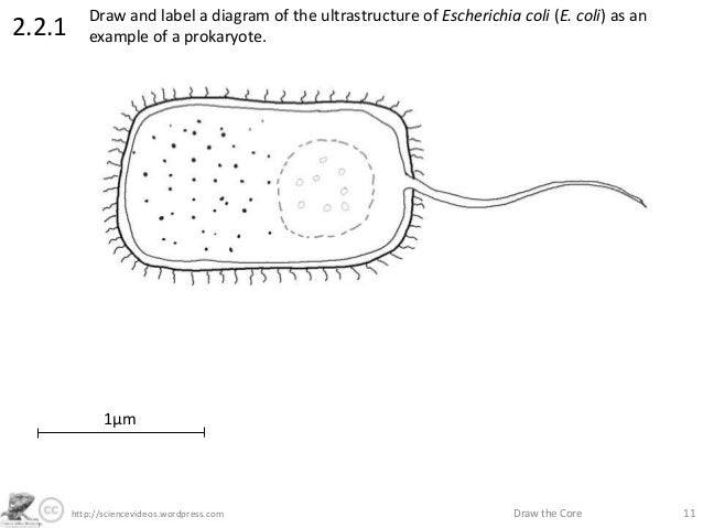 http://sciencevideos.wordpress.com Draw the Core 112.2.1Draw