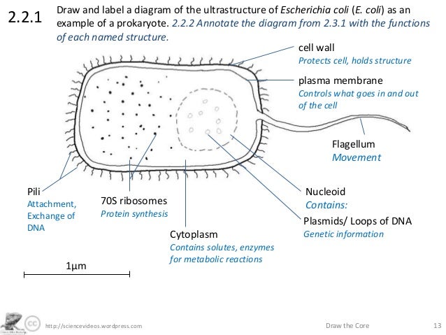 http://sciencevideos.wordpress.com Draw the Core 132.2.1Draw