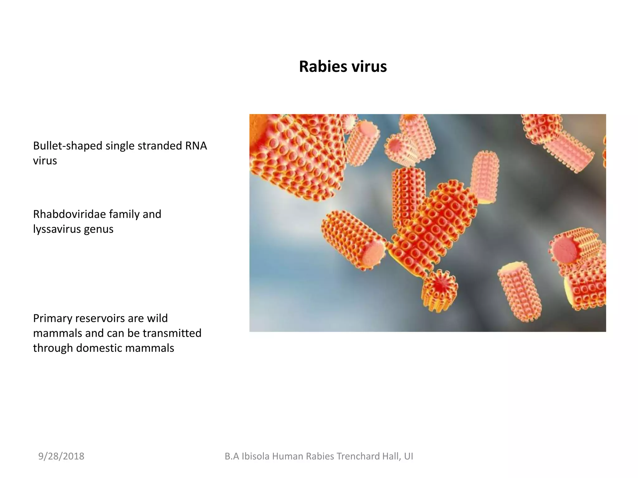 Human Rabies | PPTX