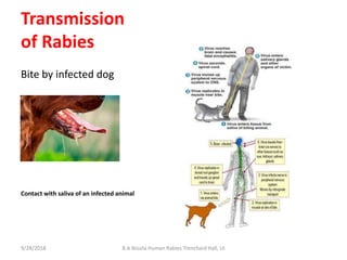 Human Rabies | PPTX