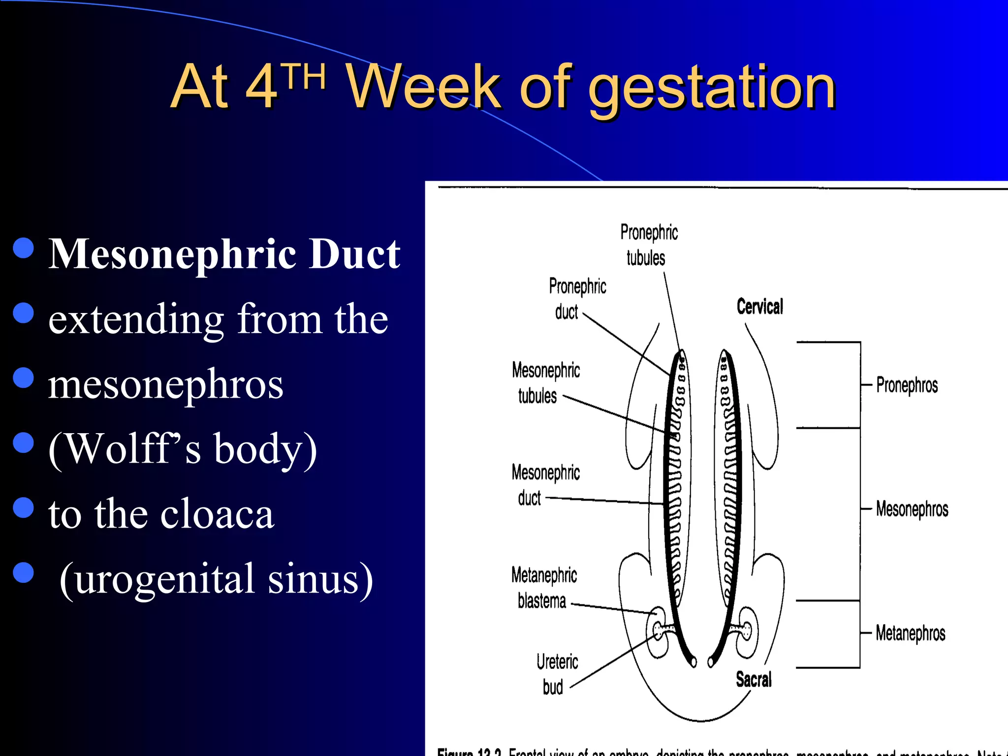 Embryology and congenital anomalies of female reproductive system for ...