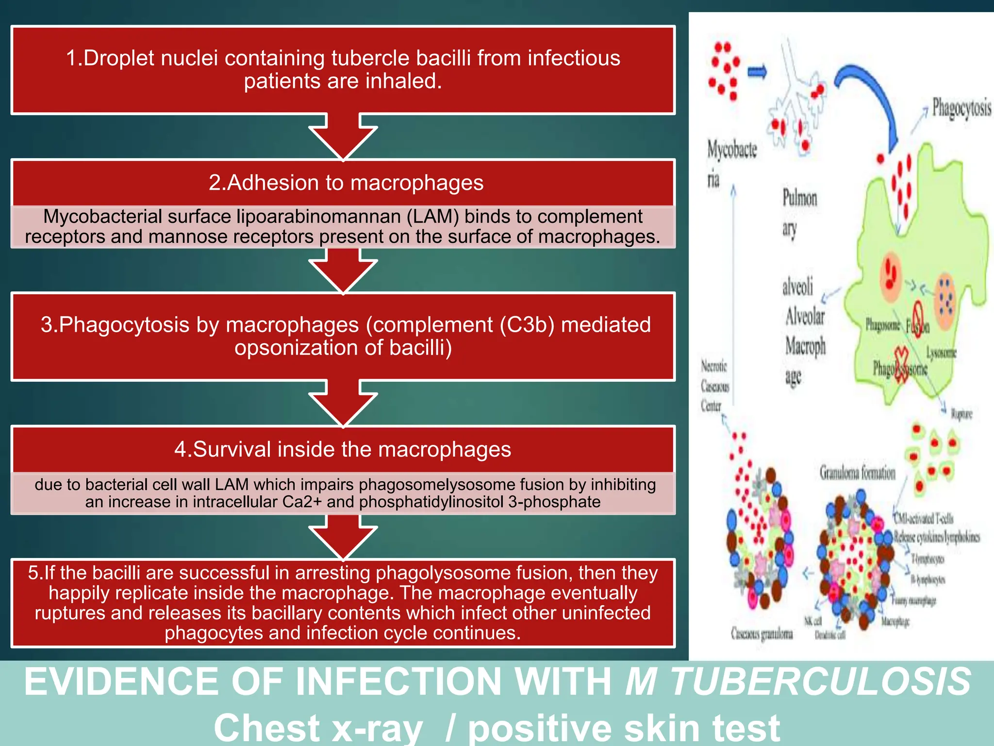 tb pathogenesis and laboratory diagnosis .pptx
