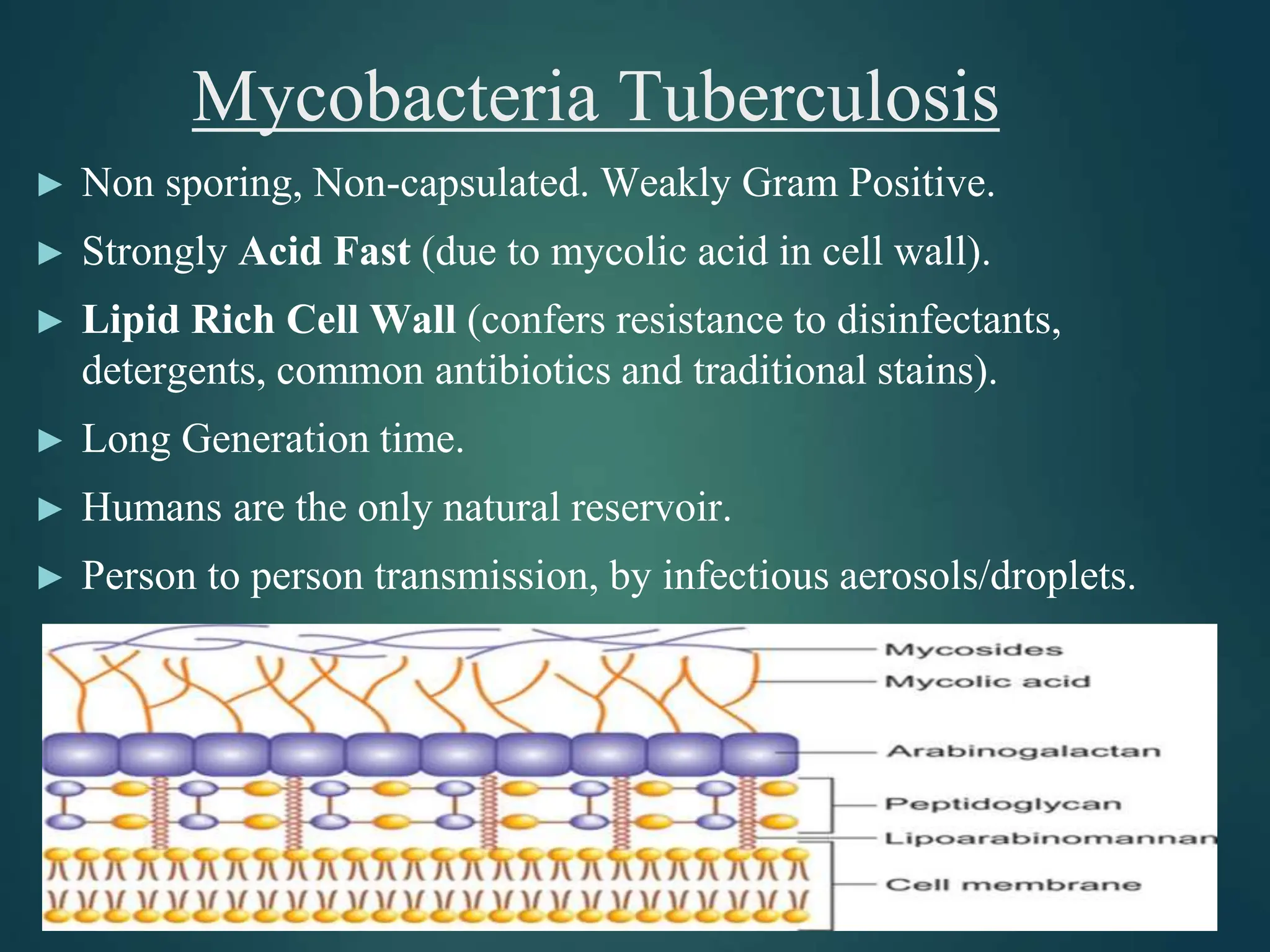 tb pathogenesis and laboratory diagnosis .pptx