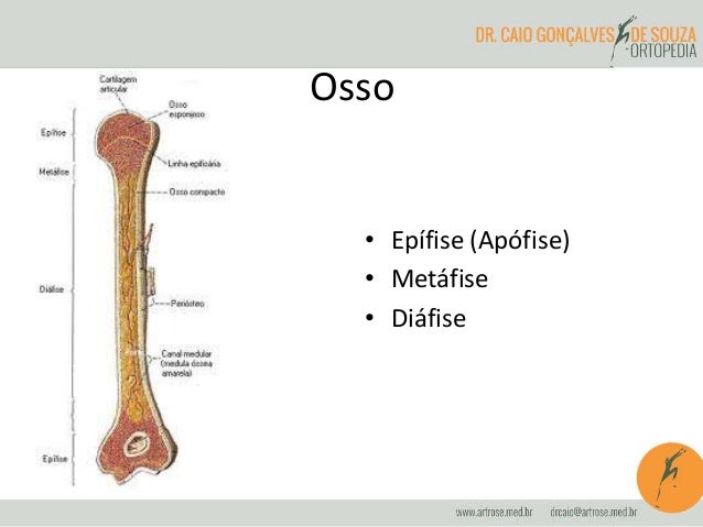 Fisiologia do Tecido Ósseo e Cartilagens