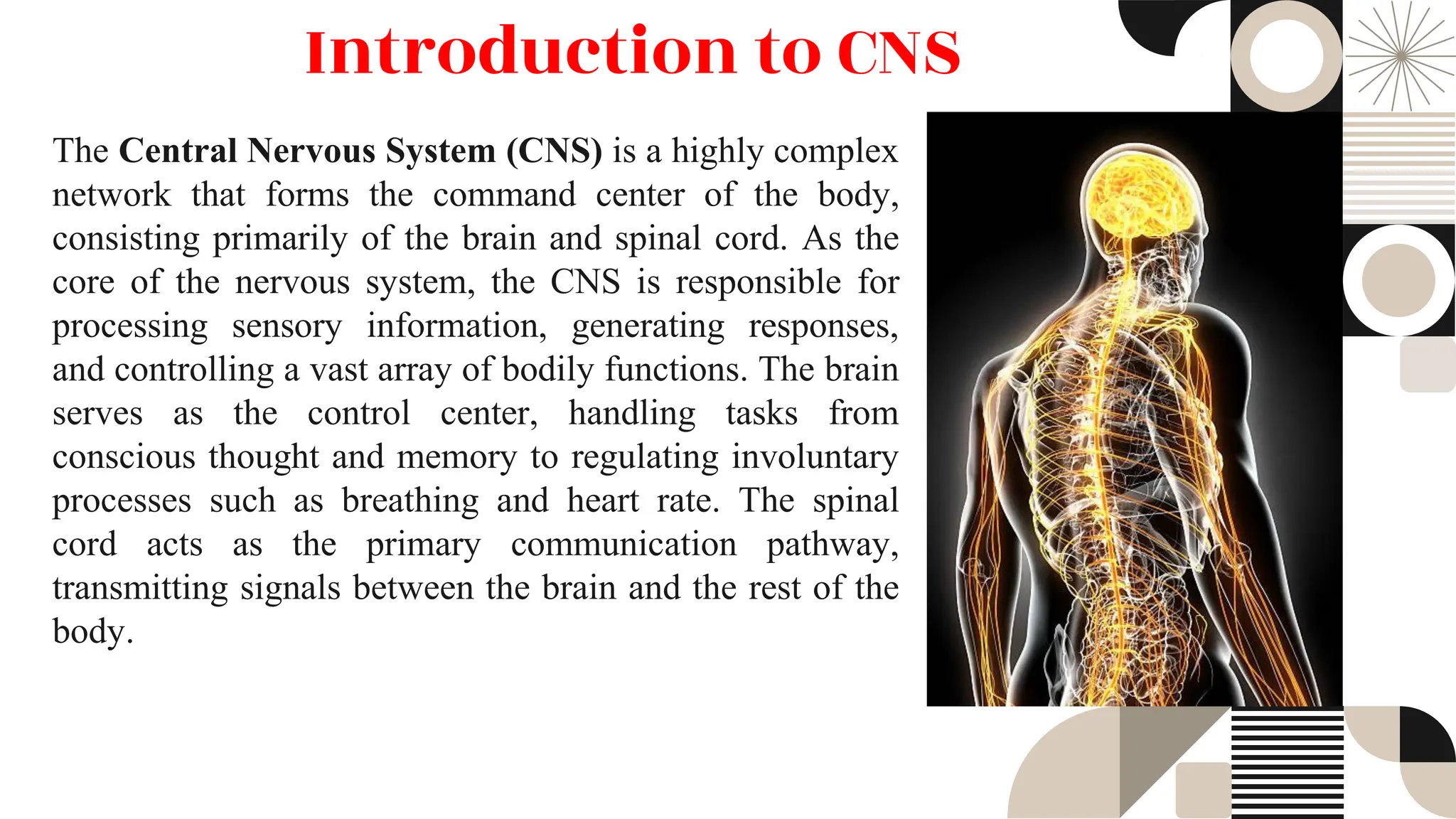 The Central Nervous System: Structures & Functions by Dr. David Ikwuka ...