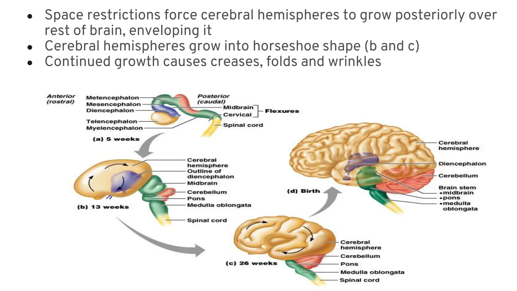 The Central Nervous System: Structures & Functions by Dr. David Ikwuka ...