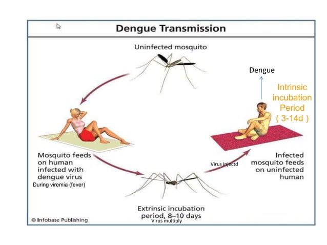 Dr Deepak Dadhich DENGUE FEVER ppt under guidance of Dr Jitendra Verma Sir Professor department ...