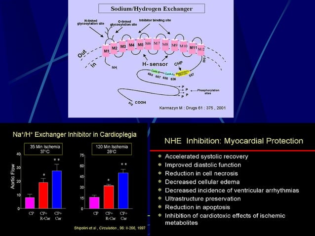 Myocardial Protection | PPT
