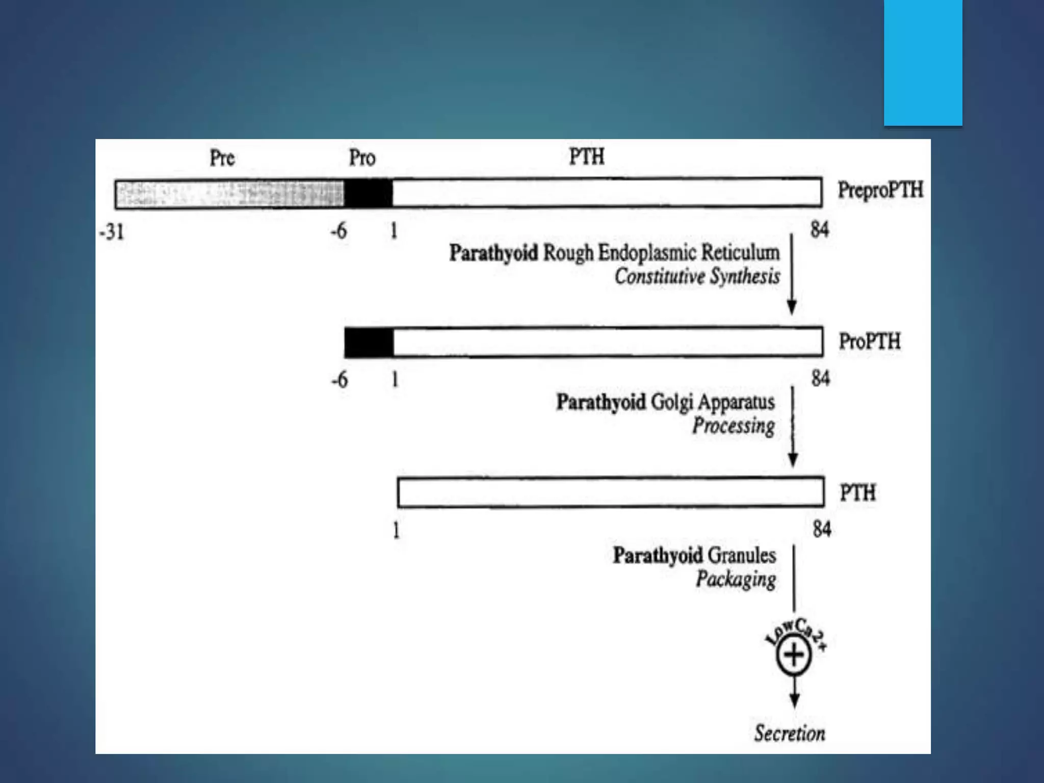 Parathyroid gland anatomy, its disorders and manangement | PPT